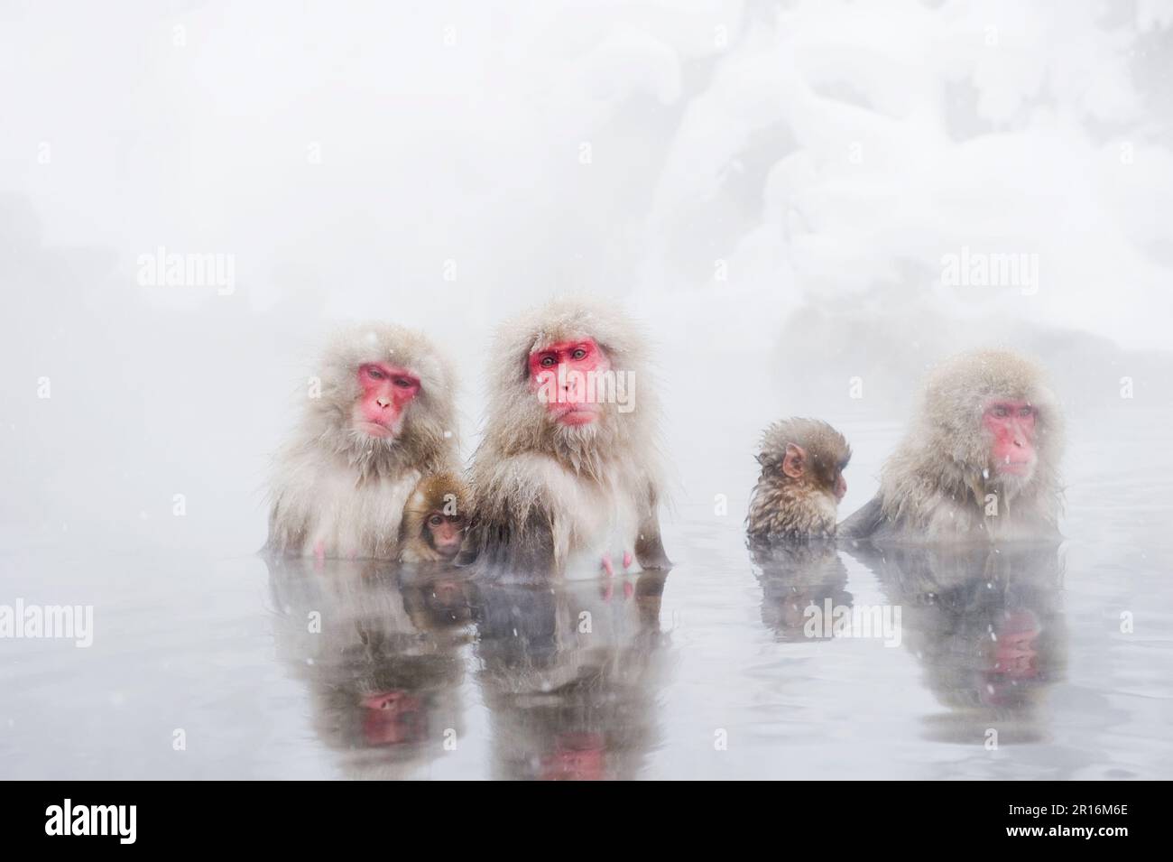 Monkeys in a hot spring in the snow Stock Photo - Alamy
