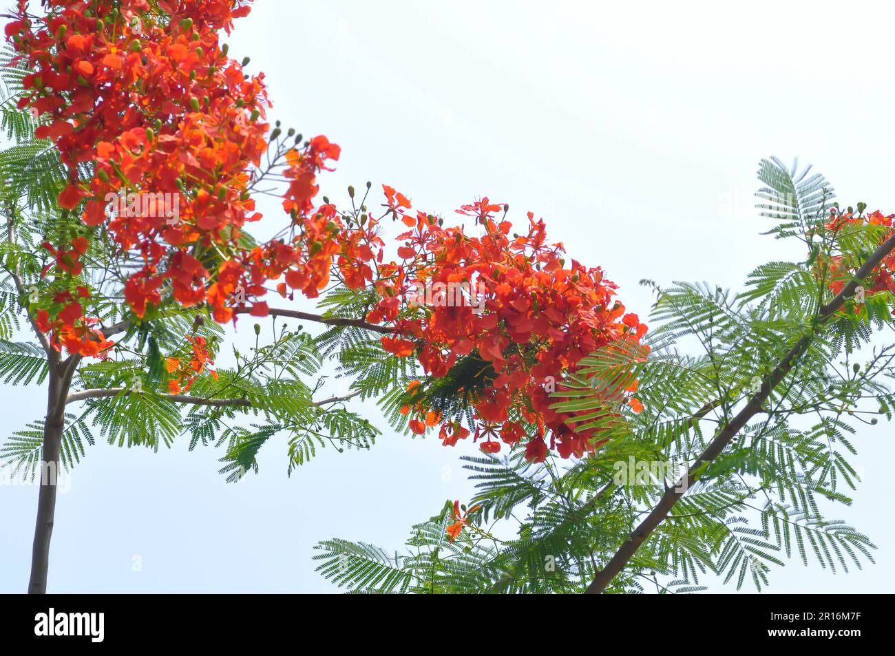 Barbados Pride, Dwarf poinciana, Flower fence or Paradise Flower or ...