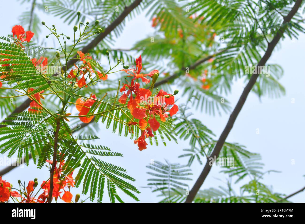 Barbados Pride, Dwarf poinciana, Flower fence or Paradise Flower or ...