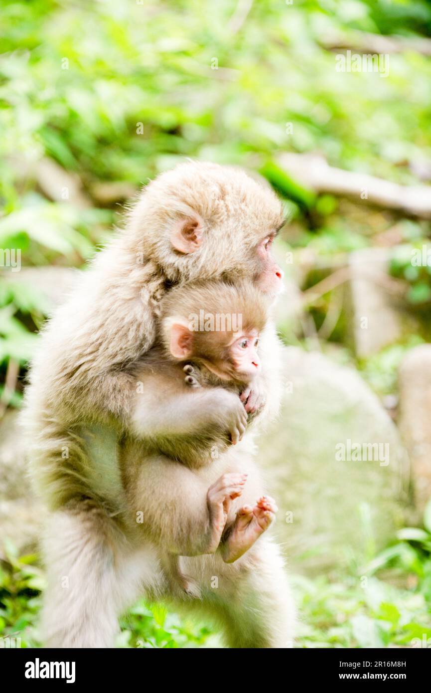 Walking Baby Monkey at Dylan Trouton blog