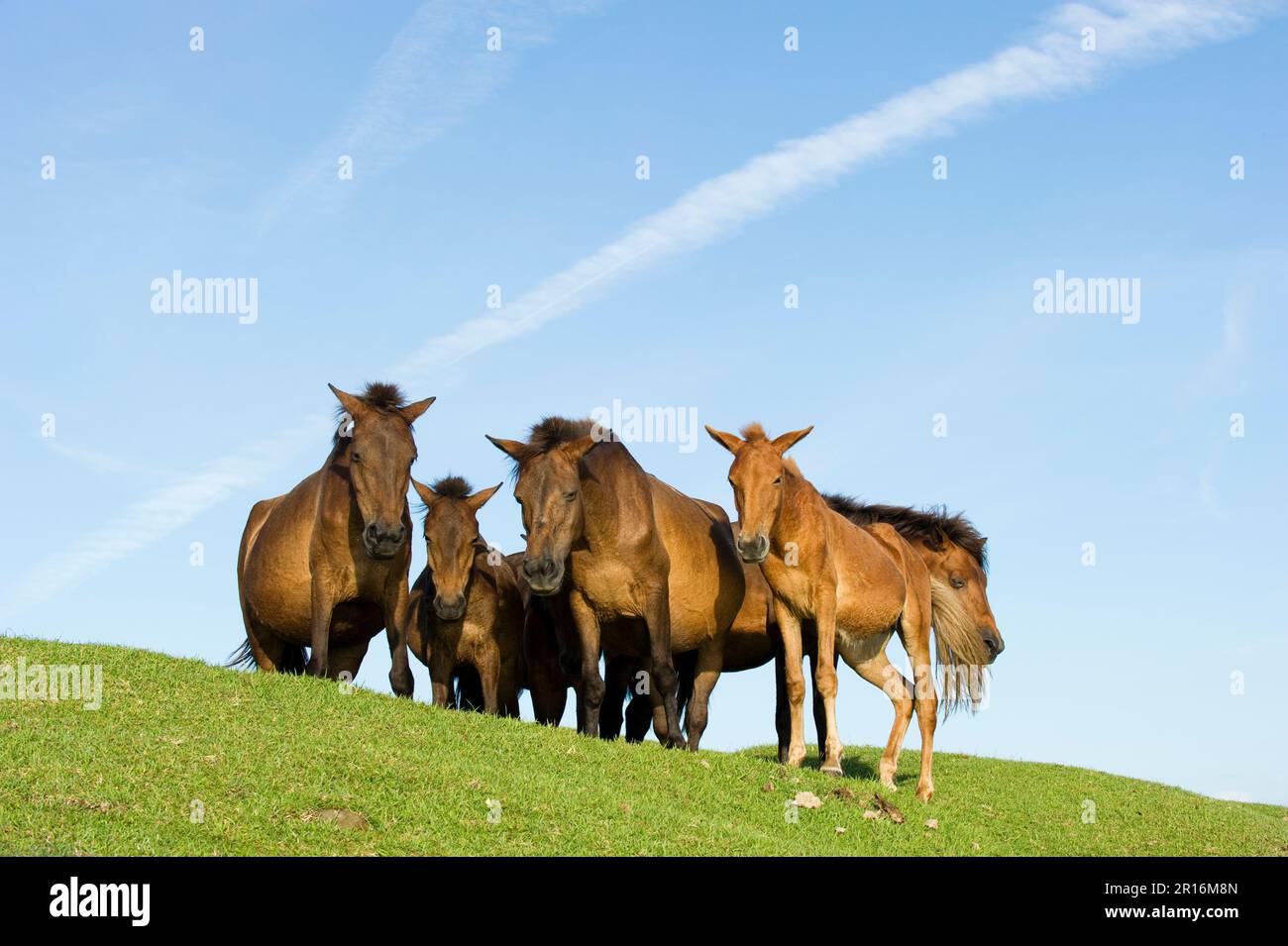 Contrail horse hi-res stock photography and images - Alamy