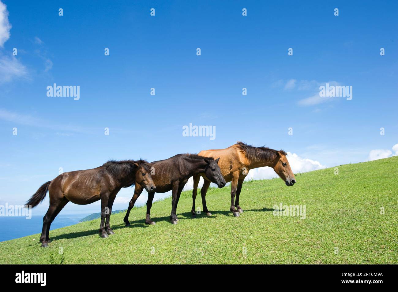Misaki horse in a meadow with blue sky Stock Photo - Alamy