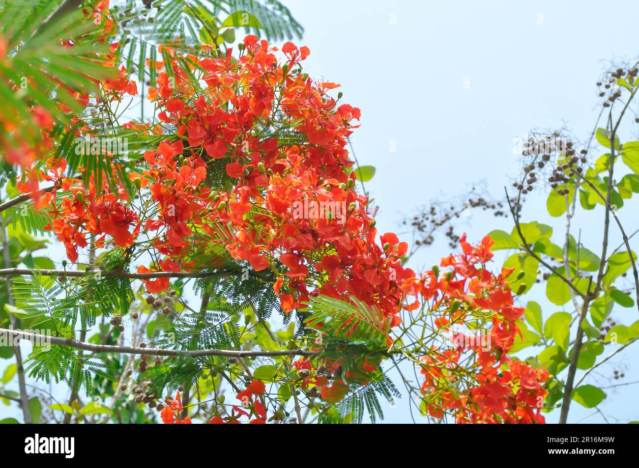Barbados Pride, Dwarf poinciana, Flower fence or Paradise Flower or ...