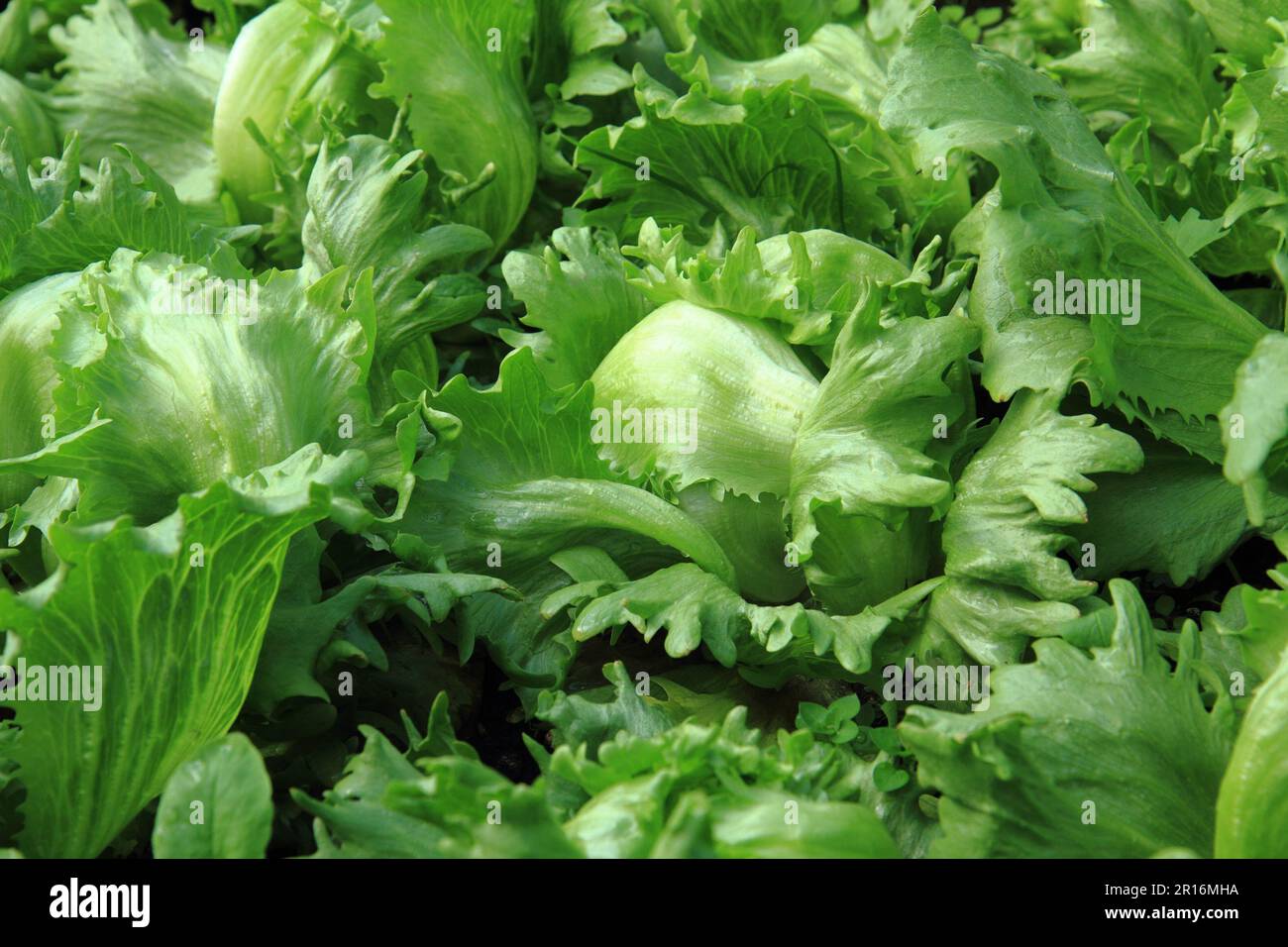 lettuce plant texture as nice vegetable background Stock Photo - Alamy