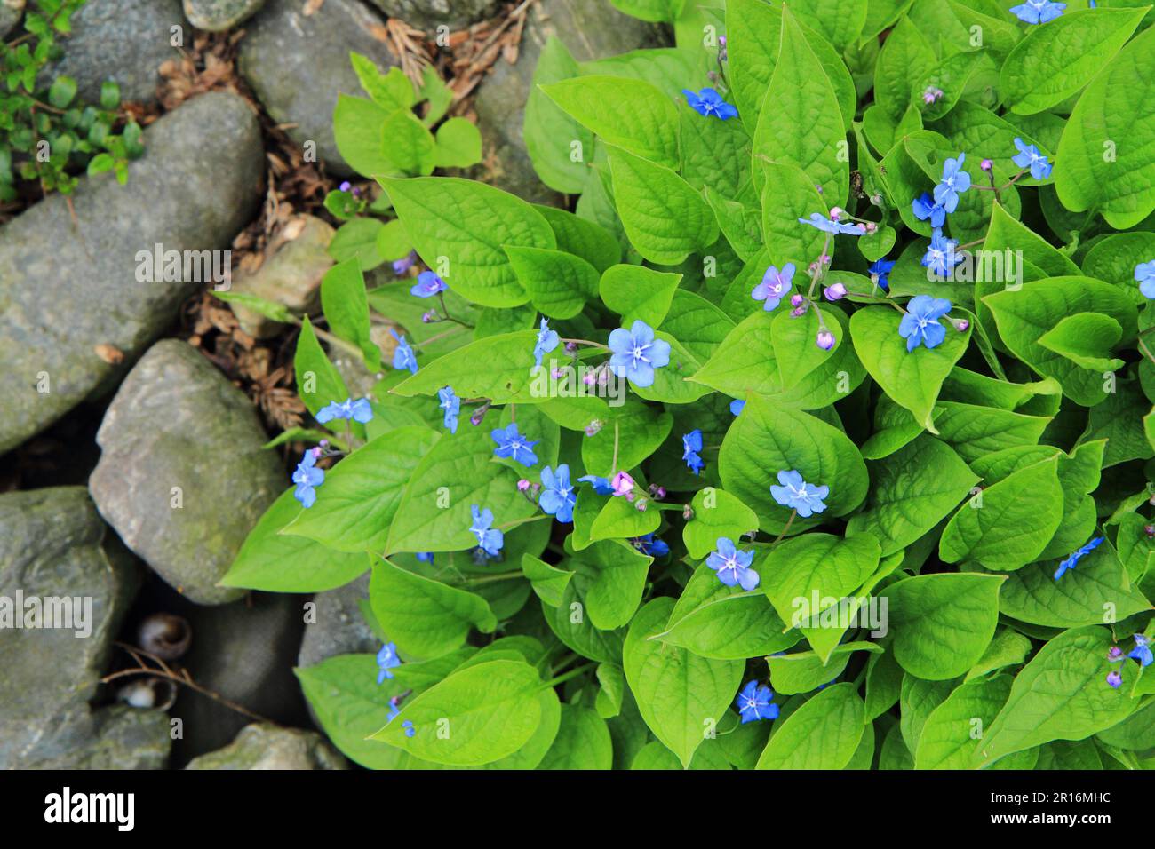 forget-me-not flower as very nice spring background Stock Photo - Alamy