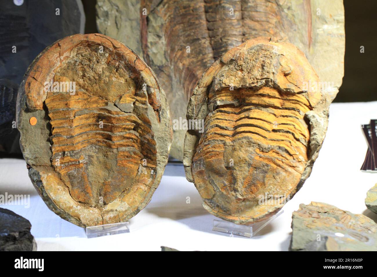 trilobite fossil as very nice natural background Stock Photo - Alamy