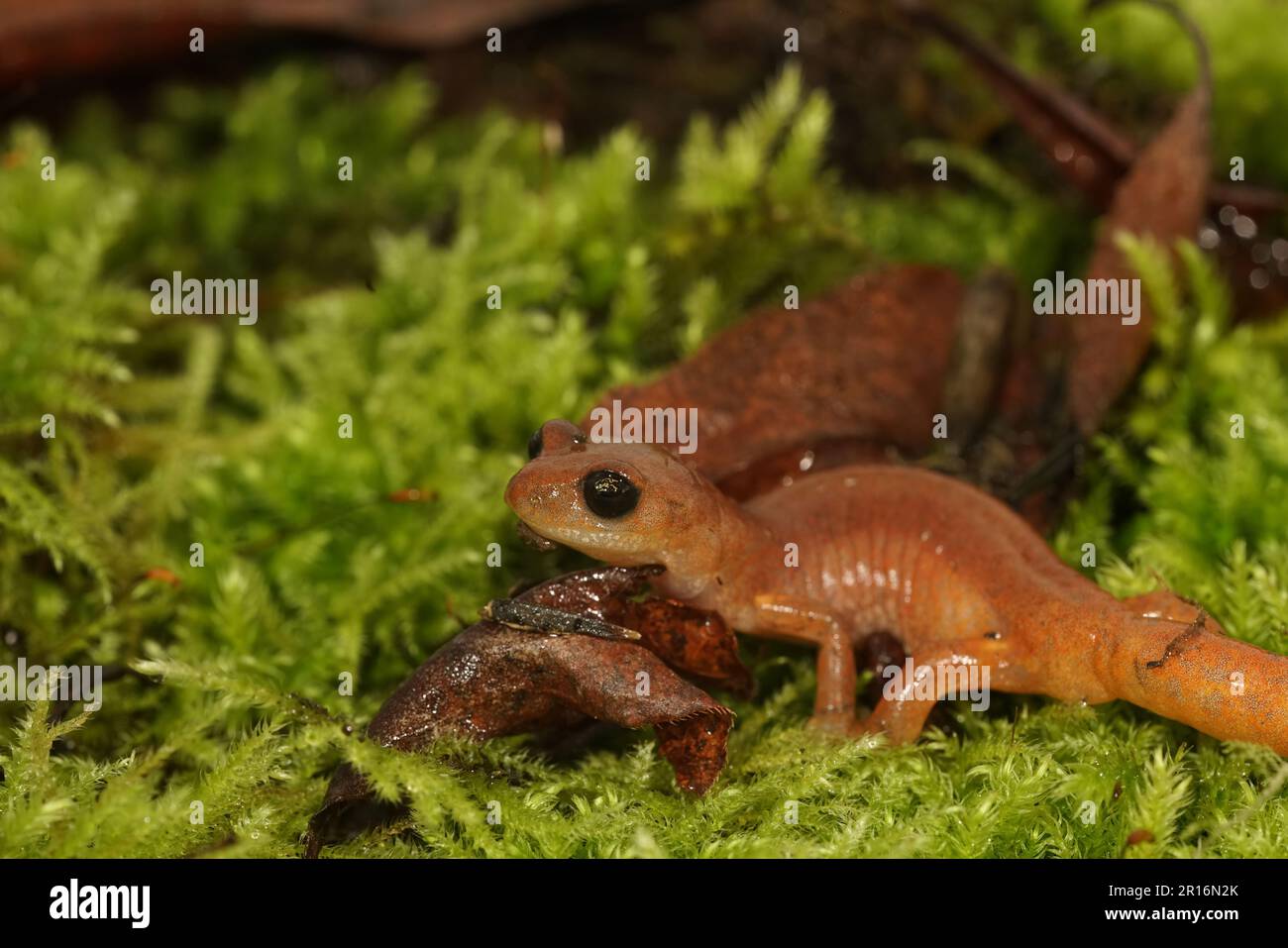 Ensatina eschscholtzii intermediate hi-res stock photography and images ...