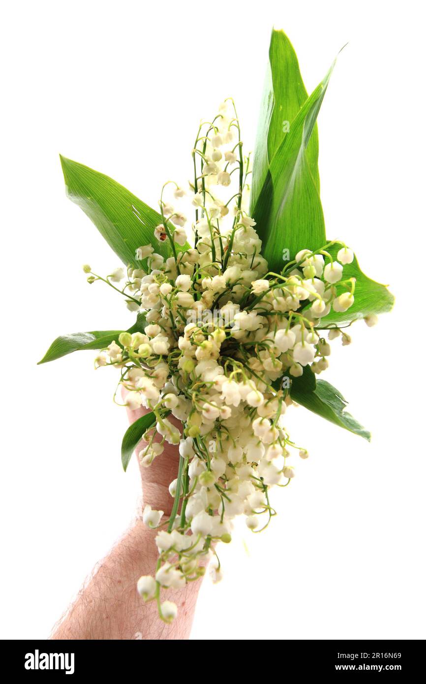 Lilly valley flowers on Cut Out Stock Images & Pictures - Alamy