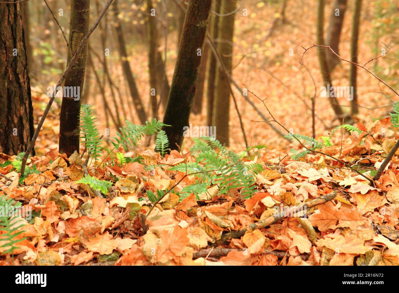 wall fern plant with sweet root as natural sugar Stock Photo - Alamy