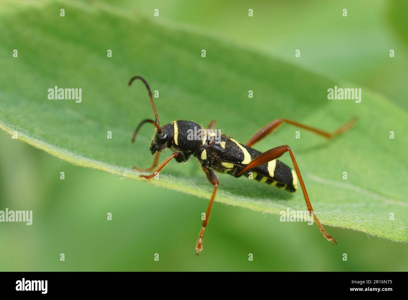 Closeup on the colorful wasp mimicking longhorn beetle , Wasp beetle on ...