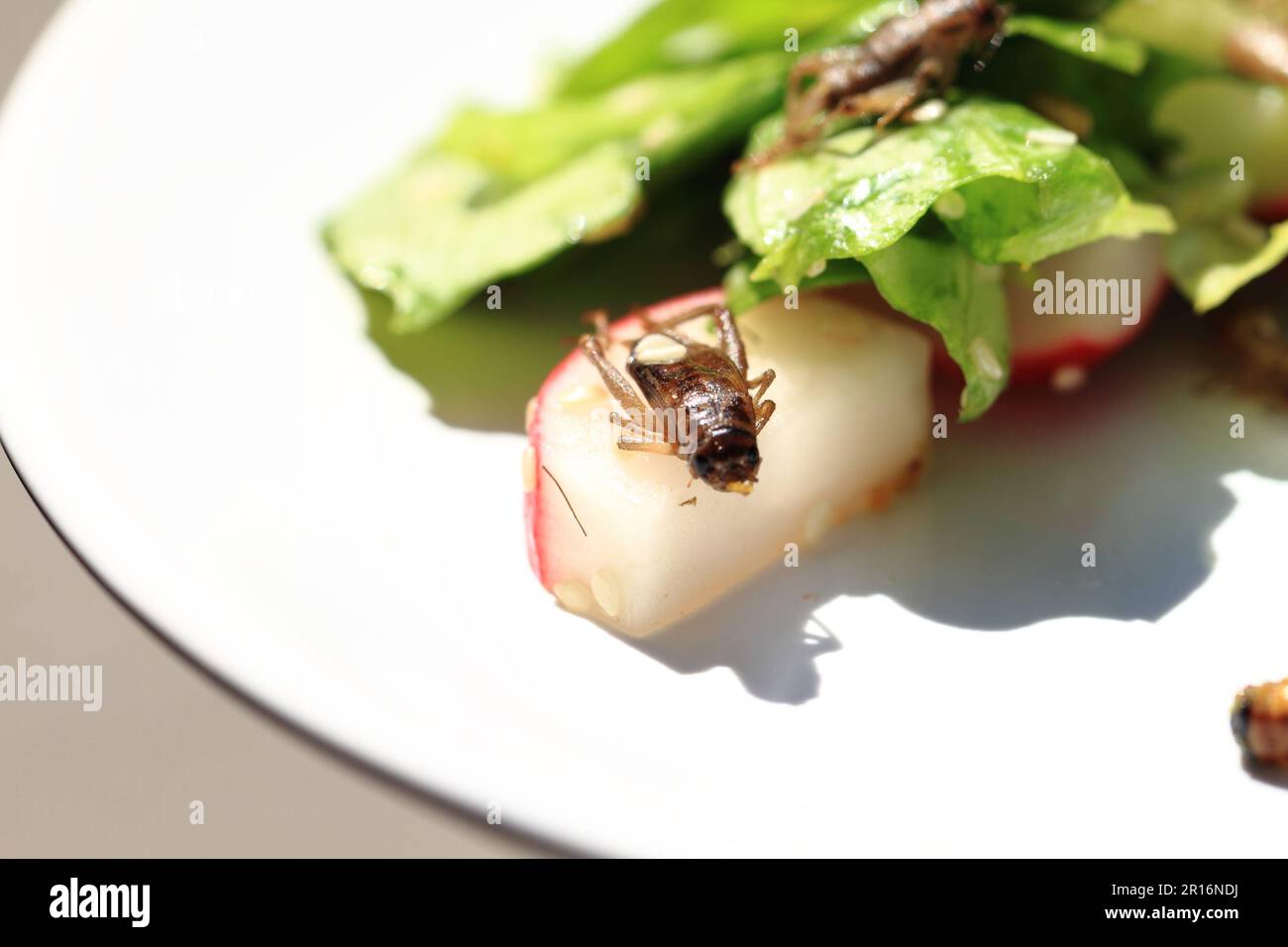 Cricket food product hi-res stock photography and images - Alamy