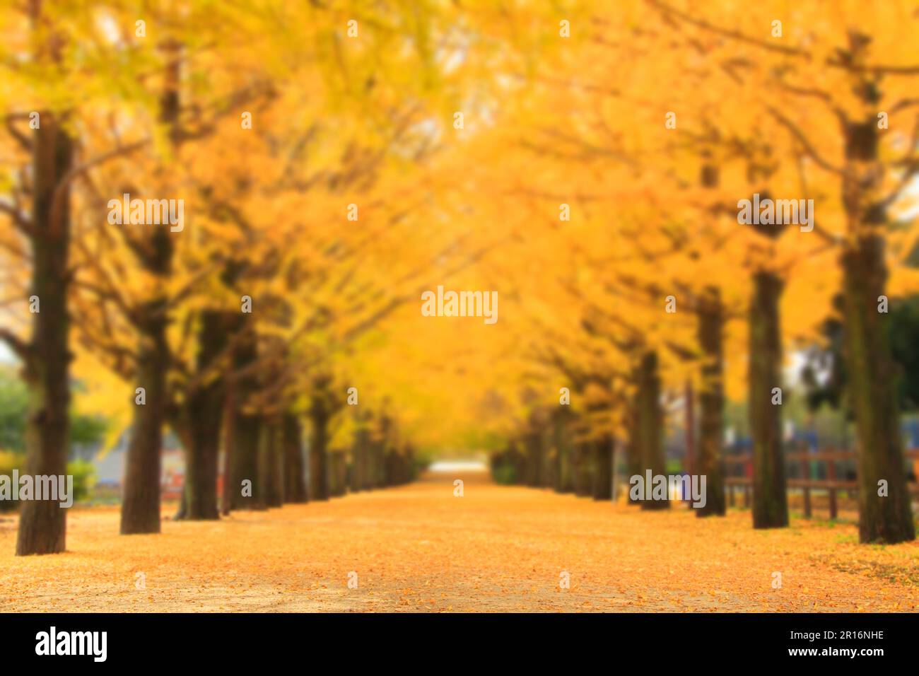 Gingko lined street hi-res stock photography and images - Alamy