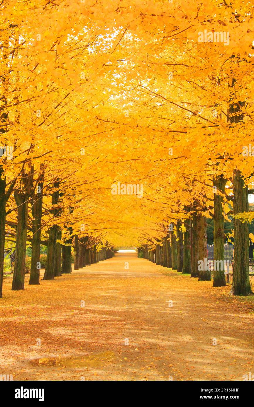 Gingko lined street hi-res stock photography and images - Alamy