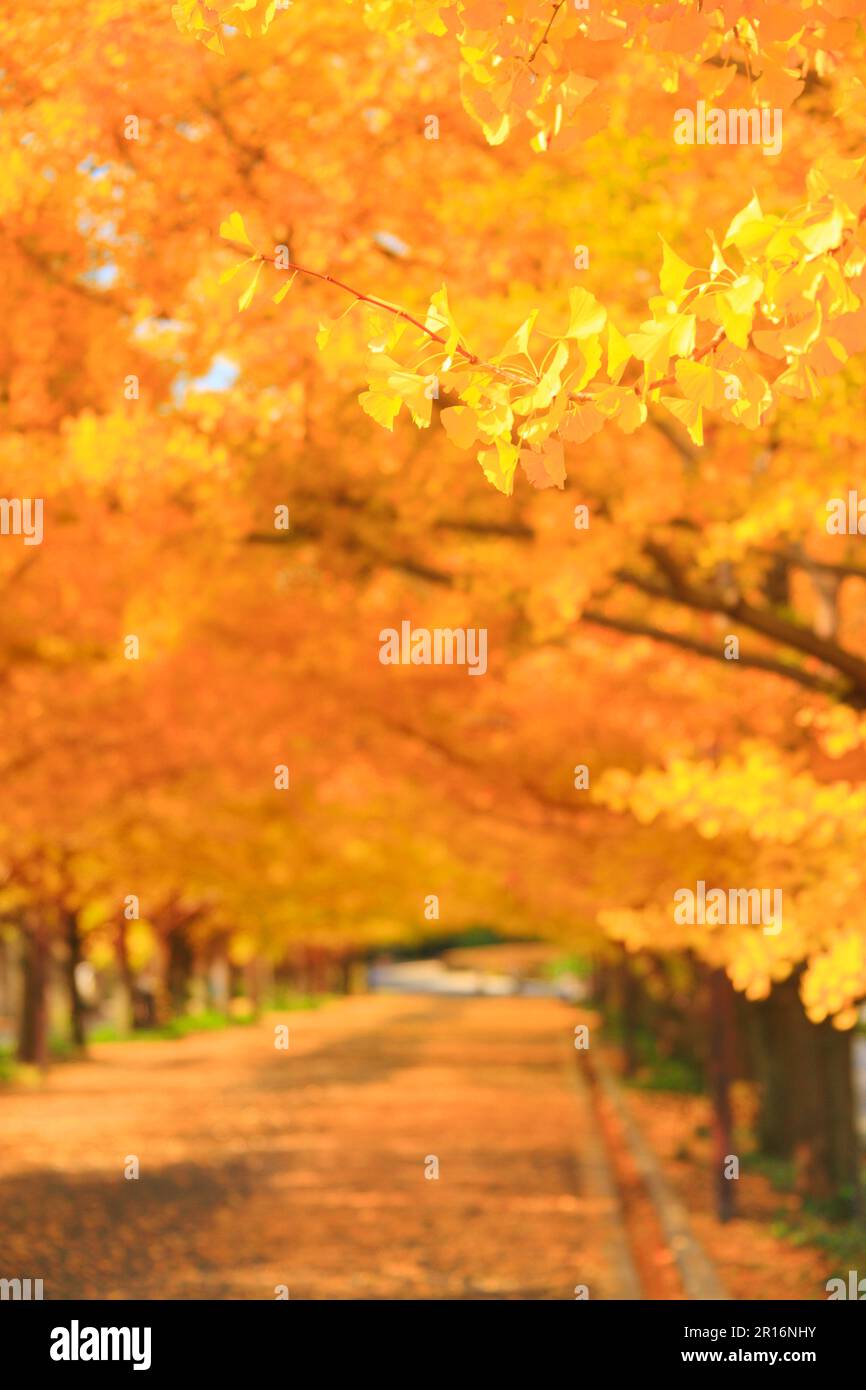 Gingko lined street hi-res stock photography and images - Alamy