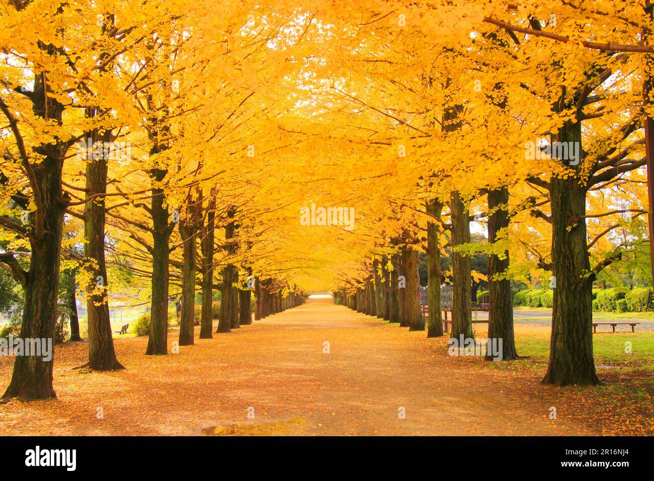 Row of trees tree lined street hi-res stock photography and images - Alamy