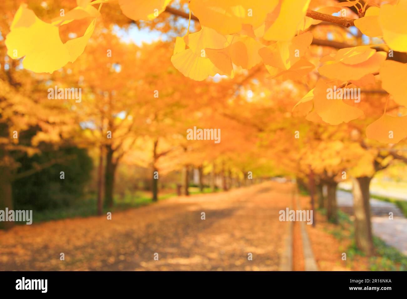 Gingko lined street hi-res stock photography and images - Alamy