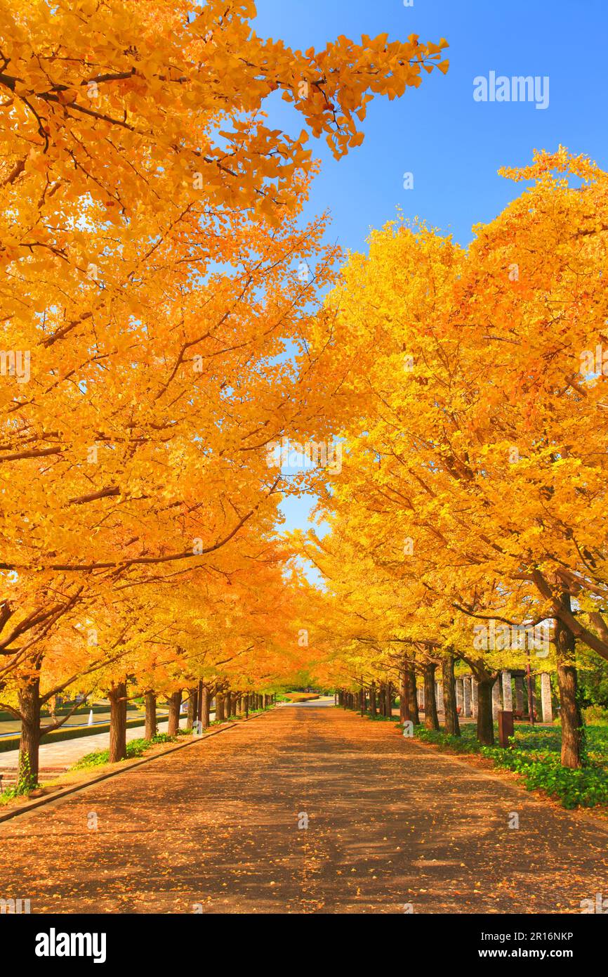 Gingko lined street hi-res stock photography and images - Alamy