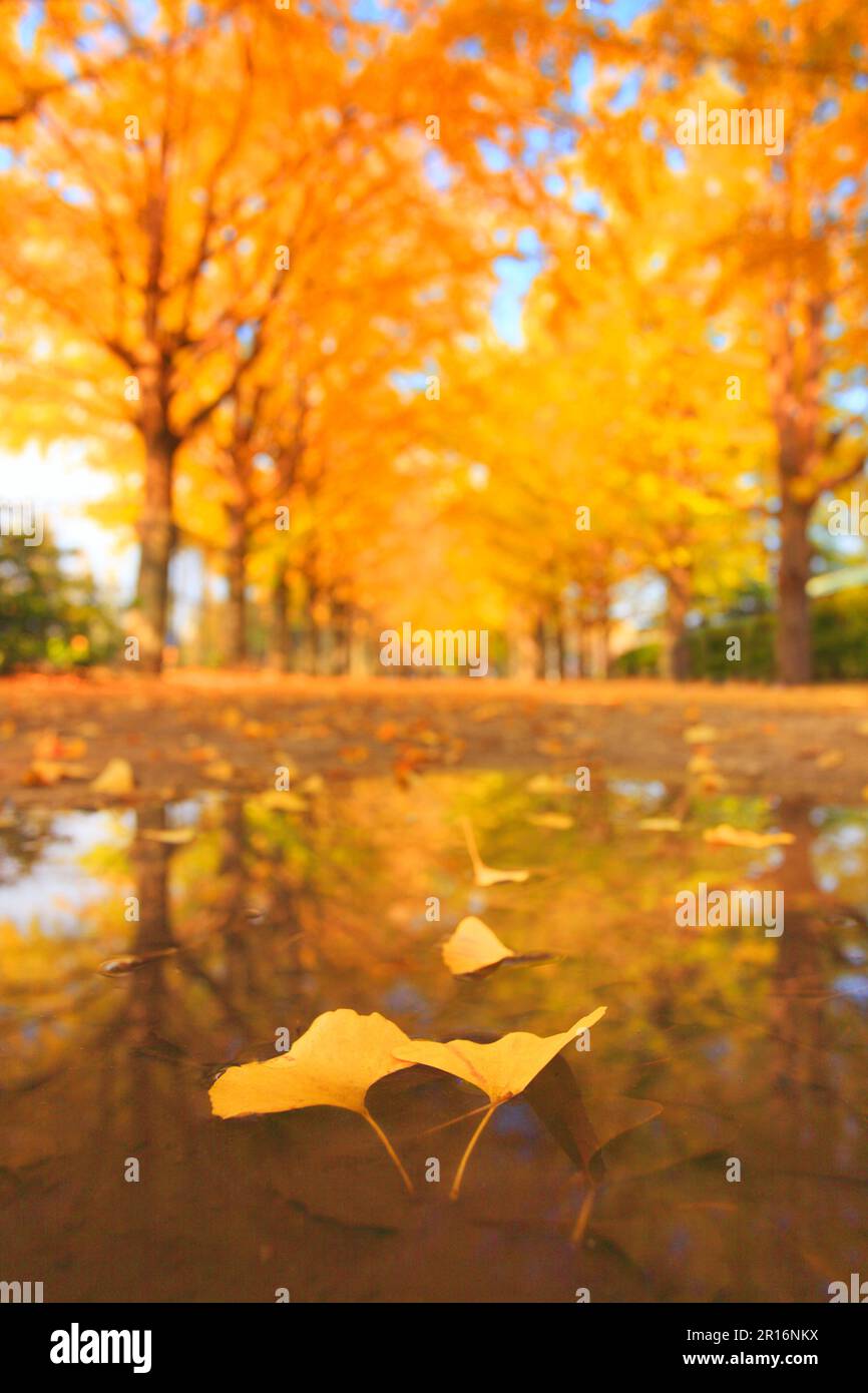 Pair of fallen leaves and ginkgo tree-lined foliage Stock Photo - Alamy