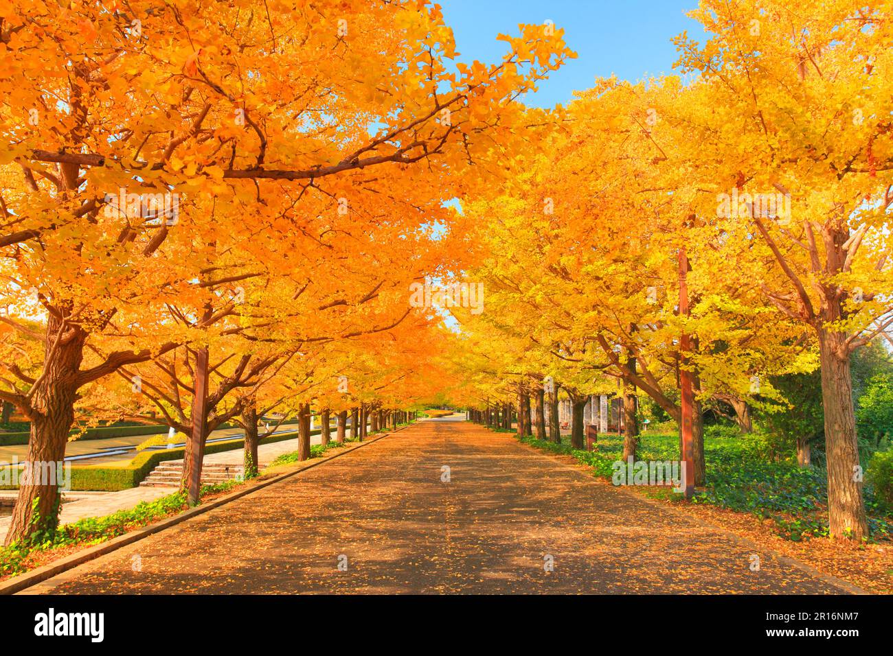 Gingko lined street hi-res stock photography and images - Alamy