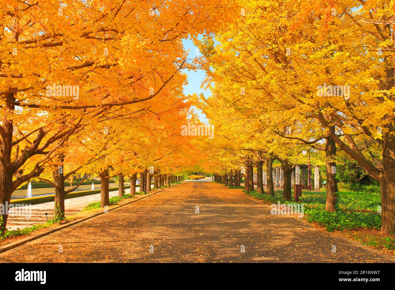 Street lined with gingko trees Stock Photo - Alamy