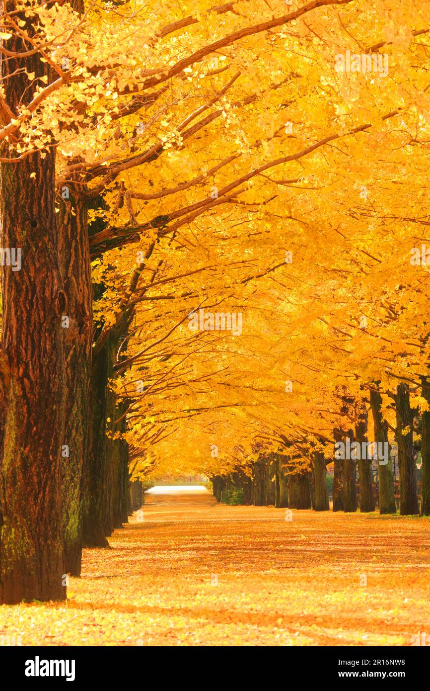 Gingko lined street hi-res stock photography and images - Alamy