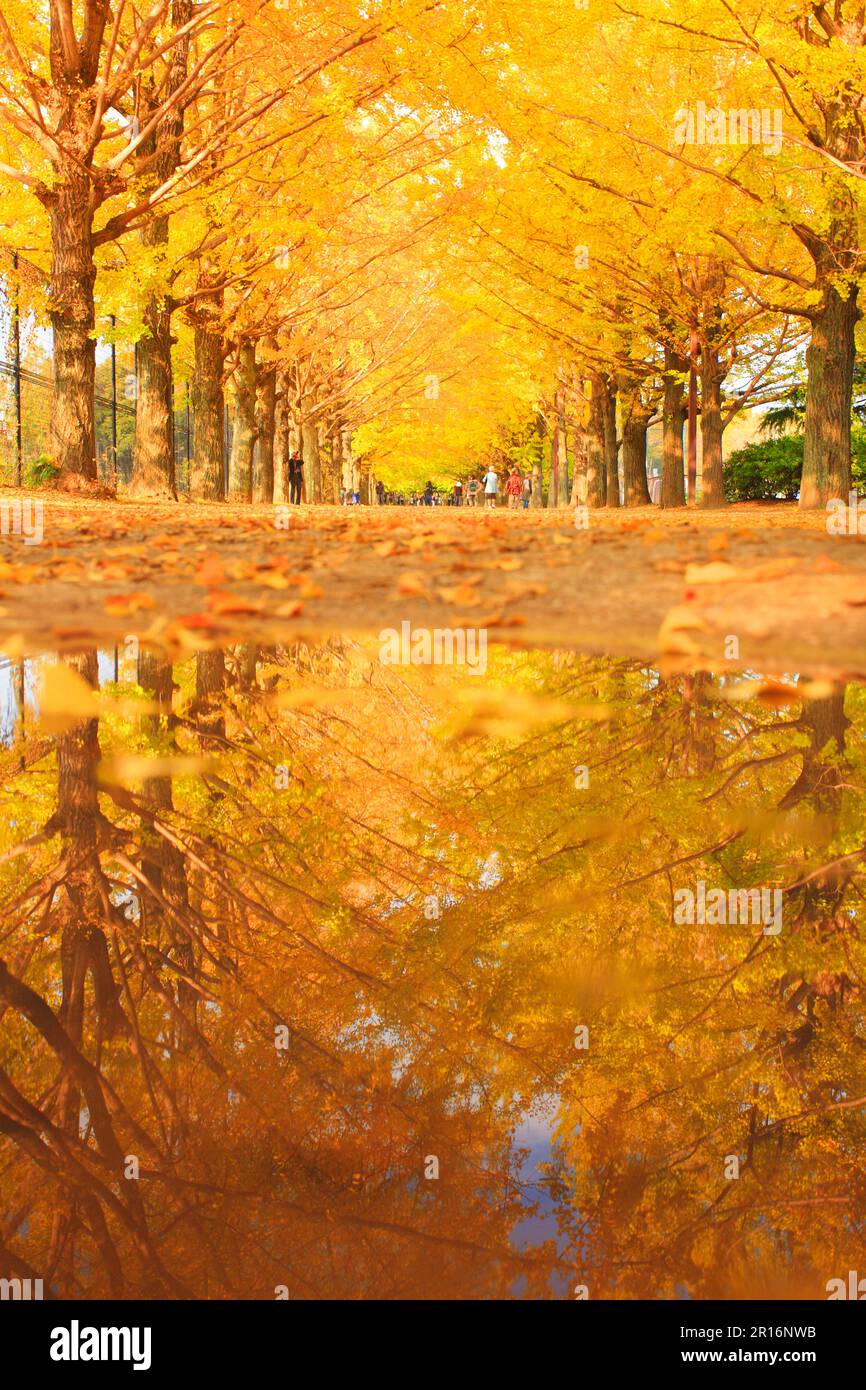 Ginkgo tree lined hi-res stock photography and images - Alamy