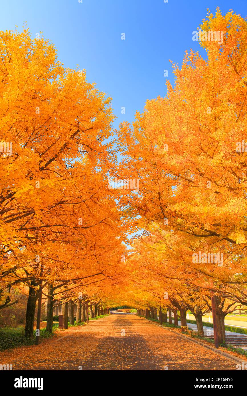 Gingko lined street hi-res stock photography and images - Alamy