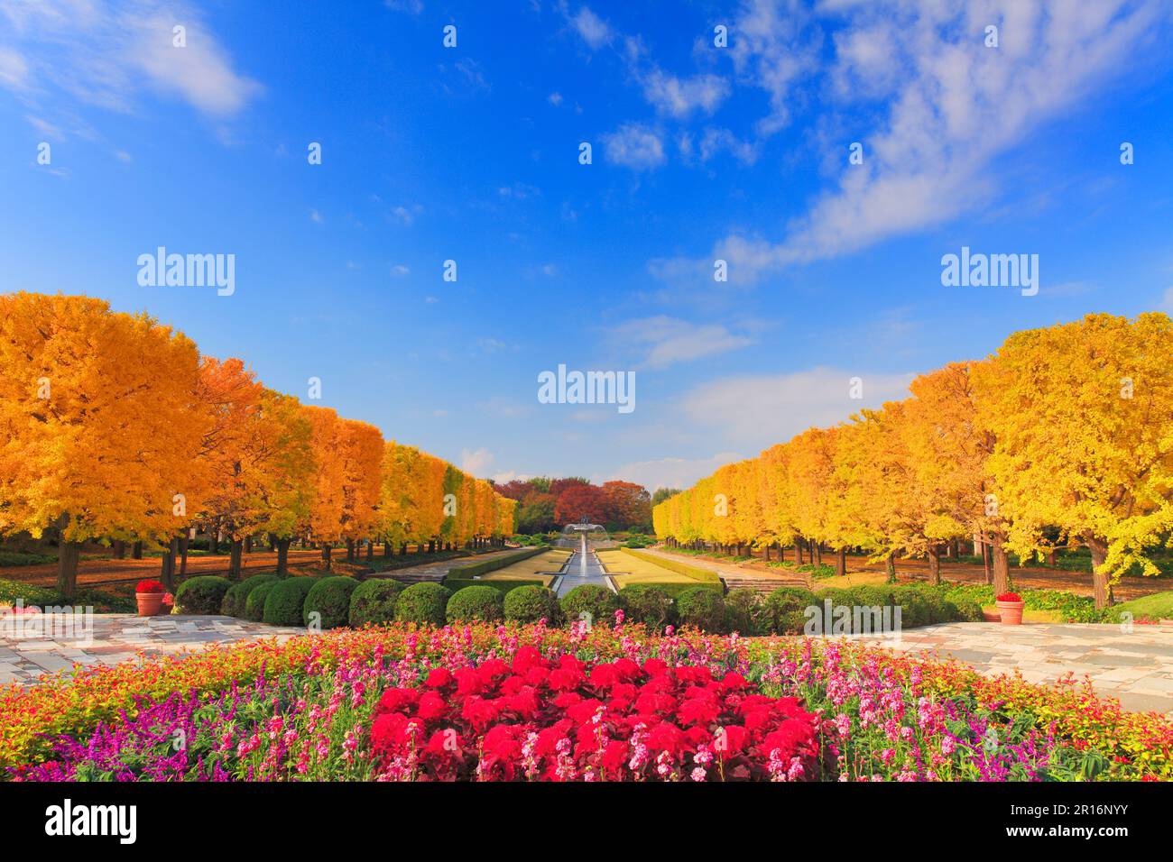 Yellow gingko flower hi-res stock photography and images - Alamy