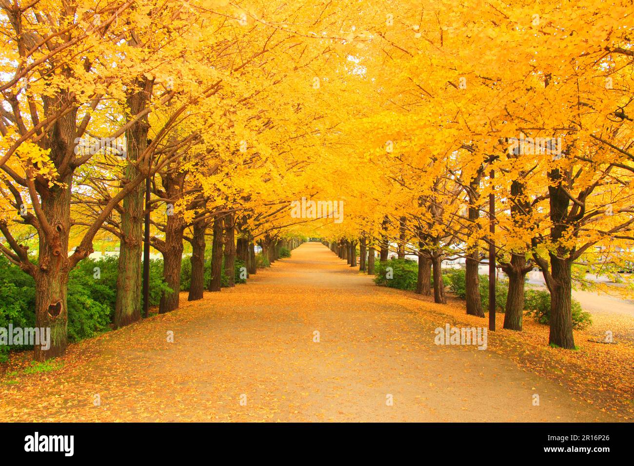Gingko lined street hi-res stock photography and images - Alamy