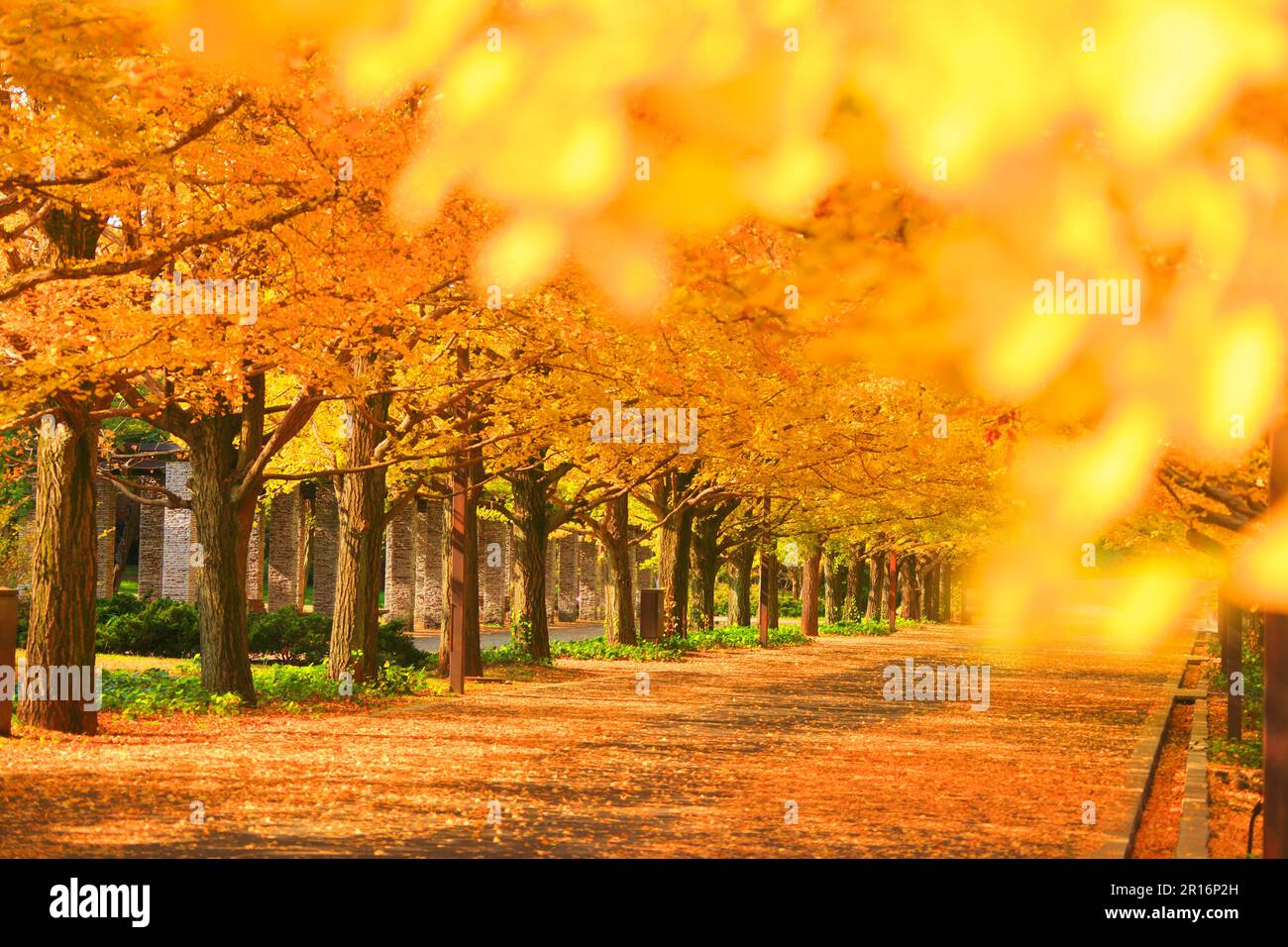 Gingko lined street hi-res stock photography and images - Alamy