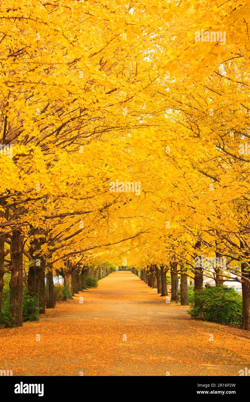 Gingko lined street hi-res stock photography and images - Alamy