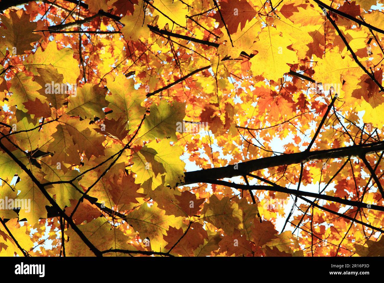 autumn leaves as nice natural color background Stock Photo - Alamy