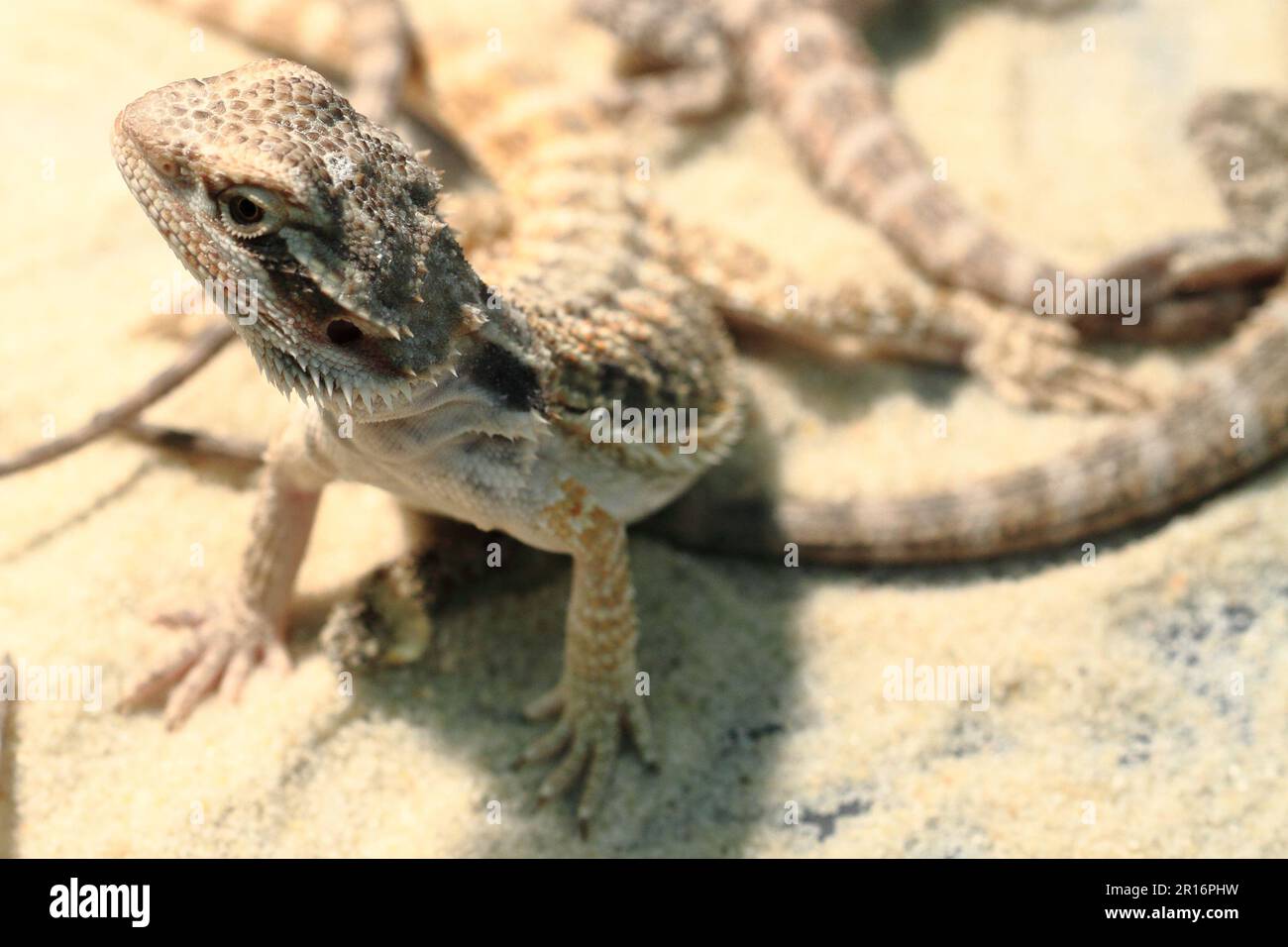 Small yellow lizard in sand hi-res stock photography and images - Alamy