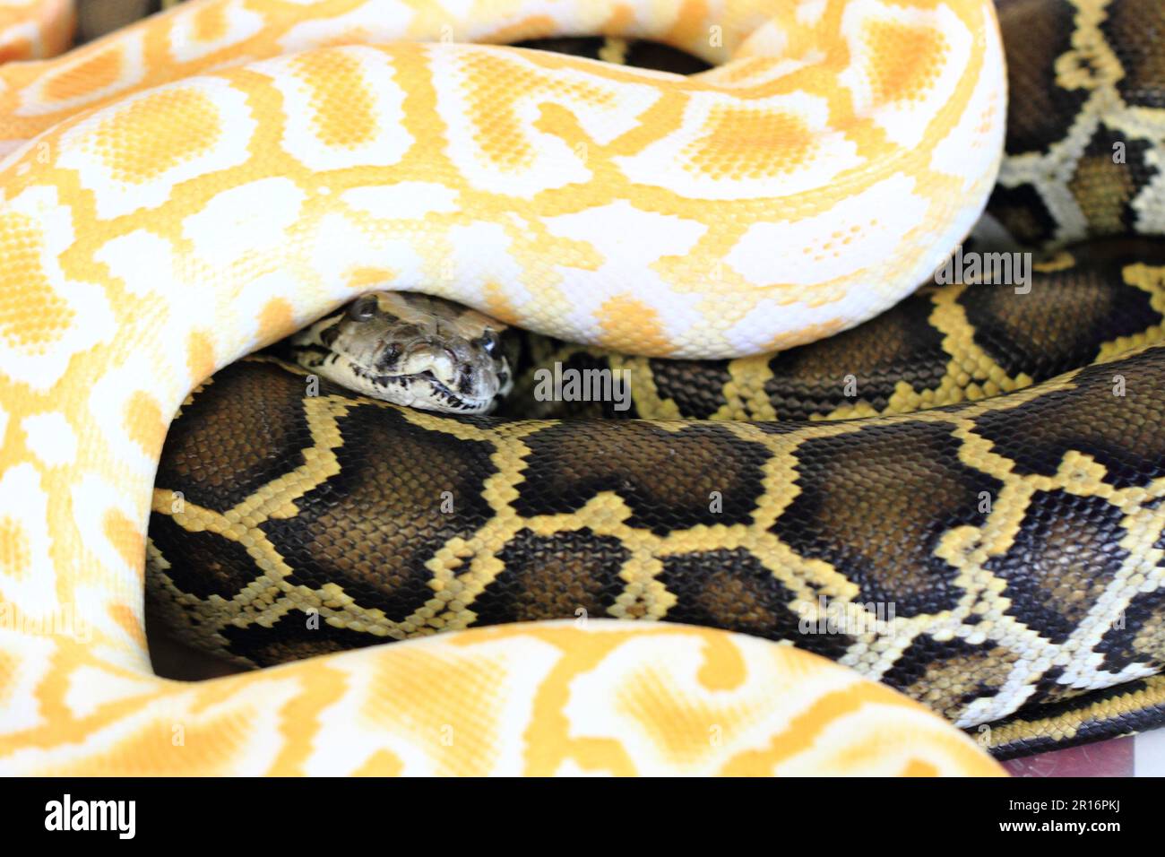 albino and normal snake as very nice background Stock Photo - Alamy