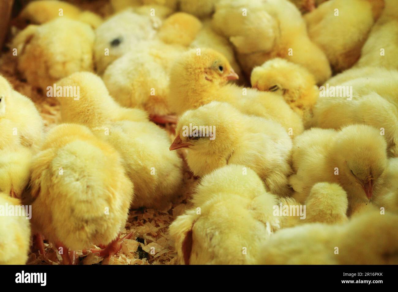 small yellow chickens as very nice animal background Stock Photo - Alamy