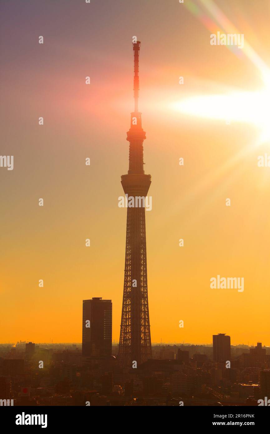 Tokyo Skytree and Glowing Morning Sunlight Stock Photo - Alamy