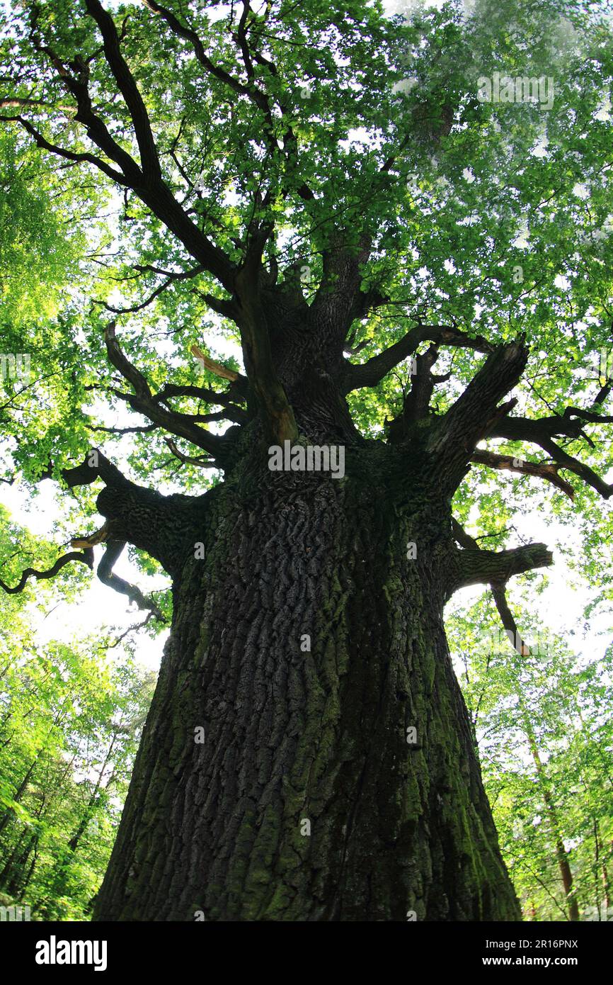 old oak tree as nice natural background Stock Photo - Alamy