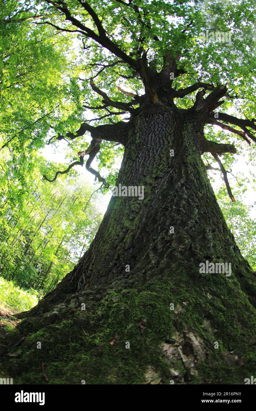 old oak tree as nice natural background Stock Photo - Alamy