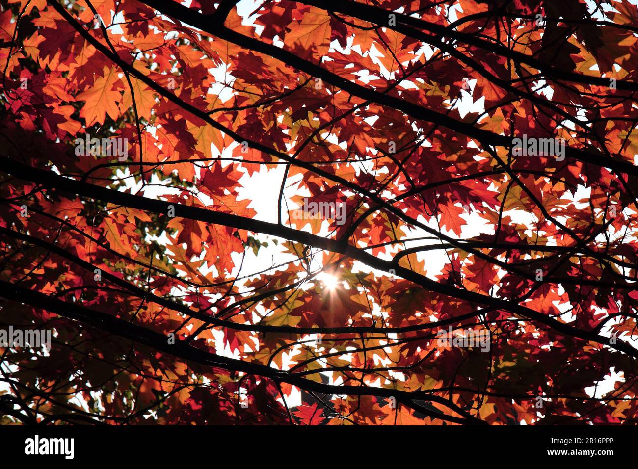 autumn leaves as nice natural color background Stock Photo - Alamy