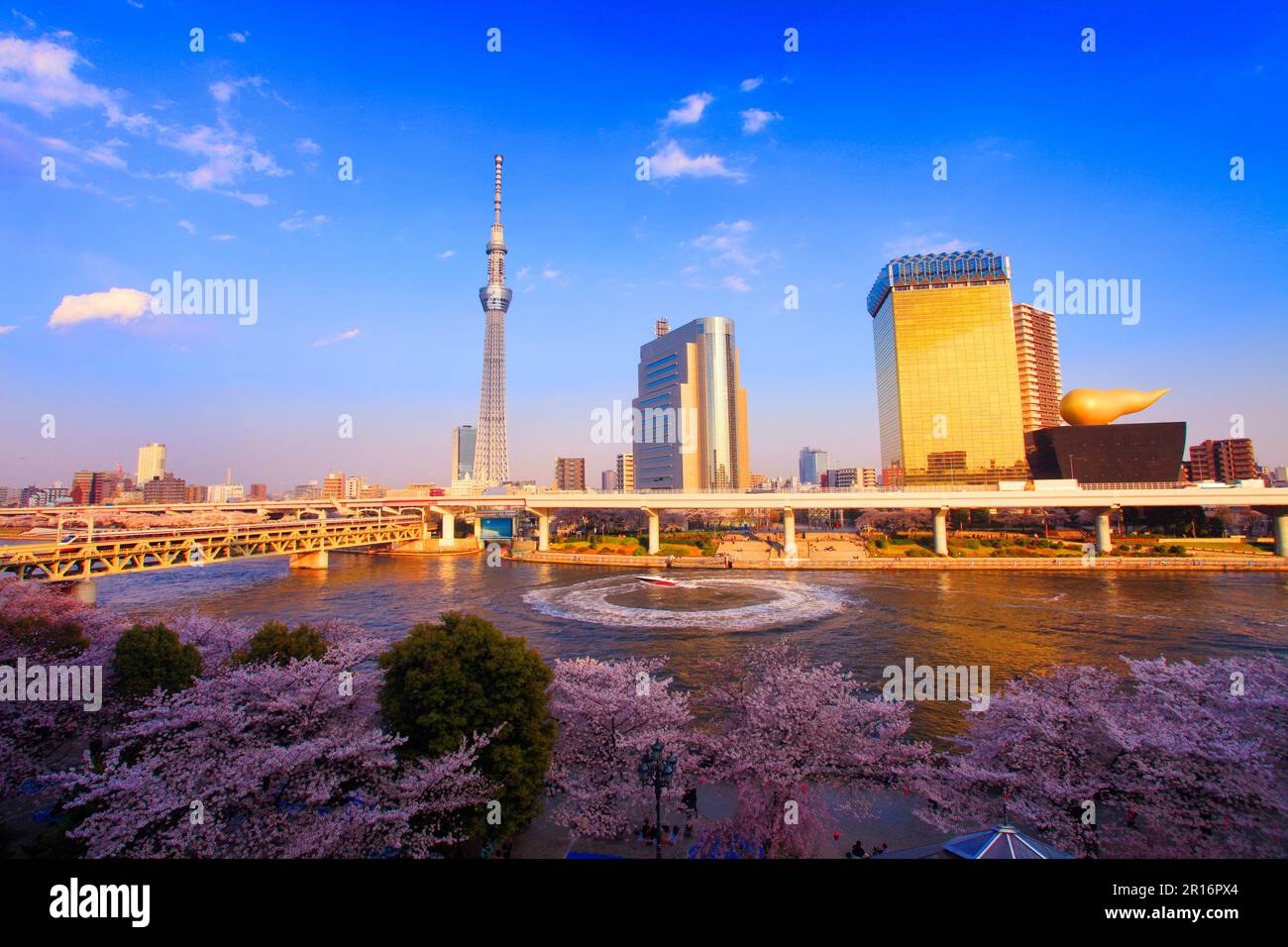 Cherry blossom forest in Sumida Park, Tokyo Skytree, Sumida River and ...