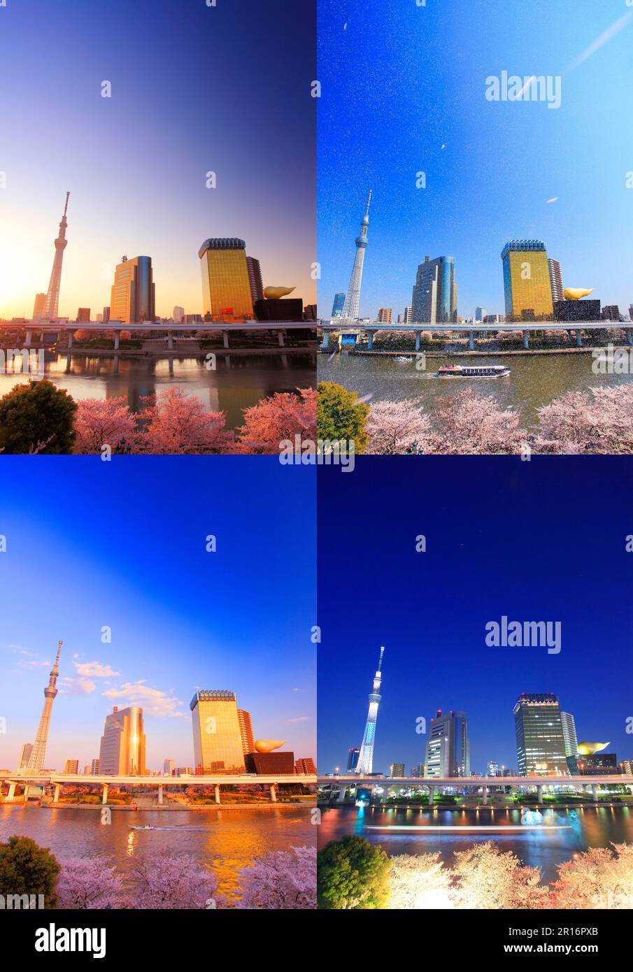 Morning, noon and evening views of Cherry blossom forest in Sumida Park ...