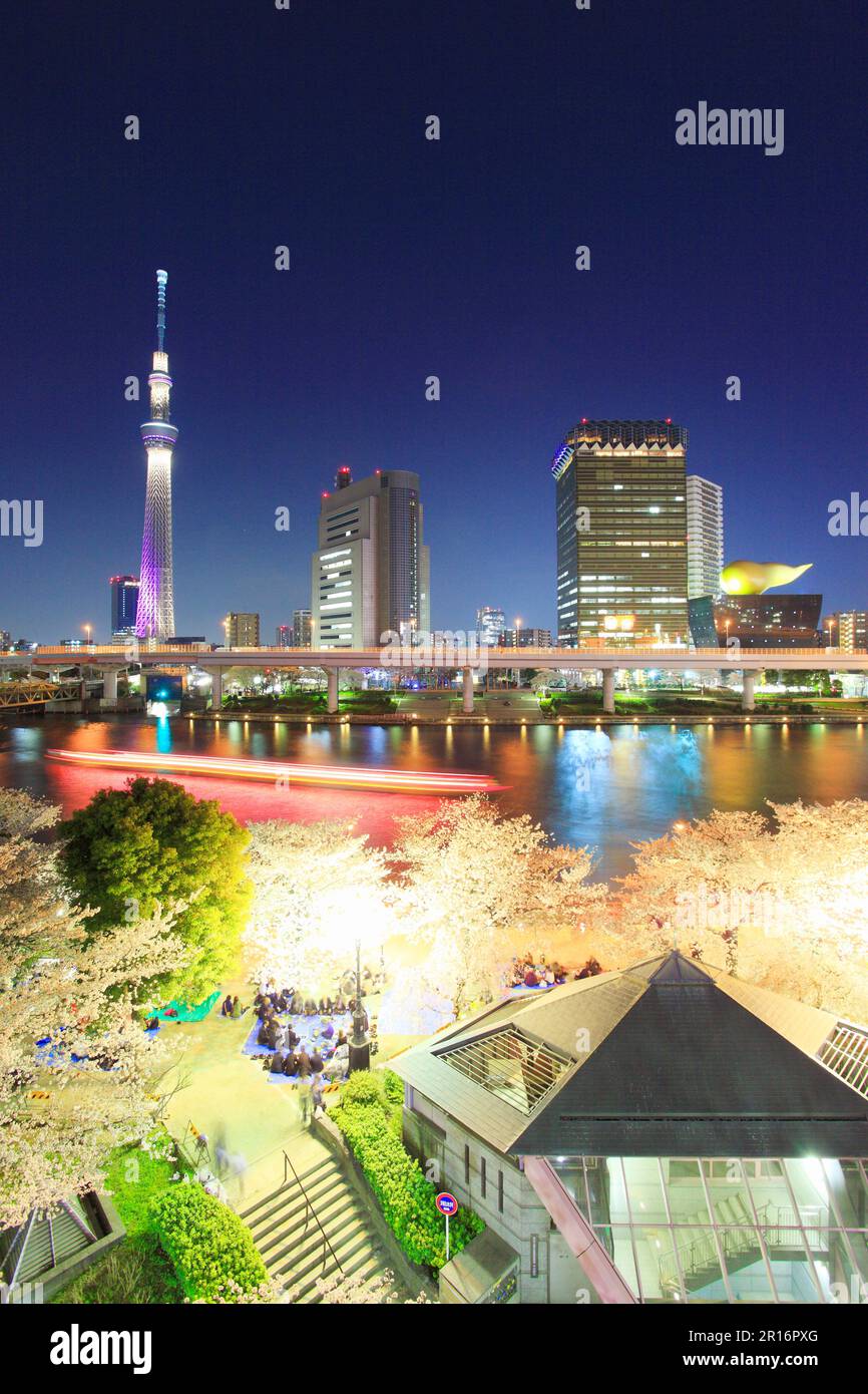 Cherry blossom forest in Sumida Park, glowing Tokyo Skytree and Sumida ...