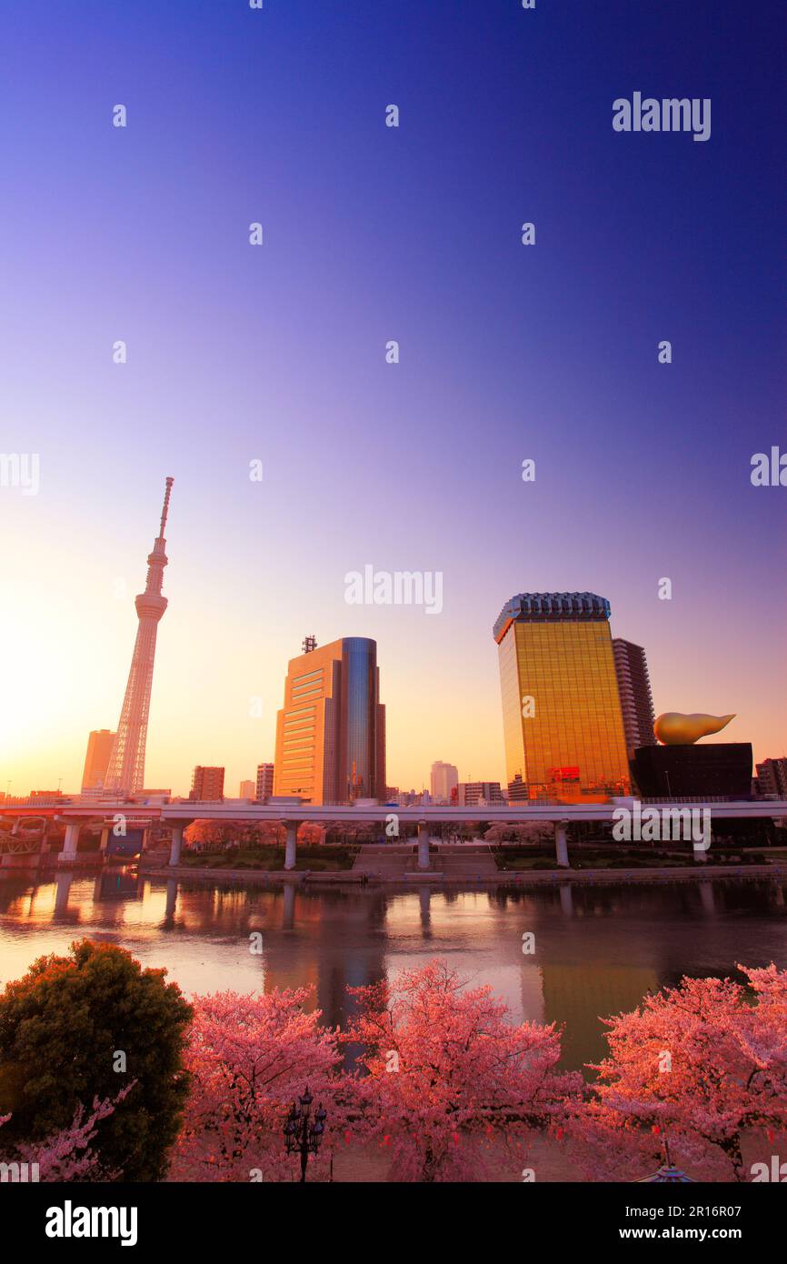 Cherry Blossom Forest in Sumida Park, Tokyo Skytree and Sumida River ...