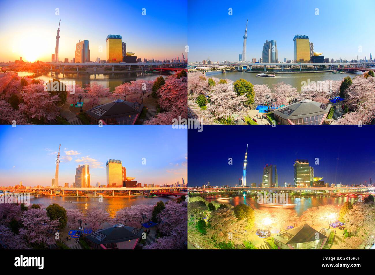 Morning, noon and evening views of Cherry blossom forest in Sumida Park ...