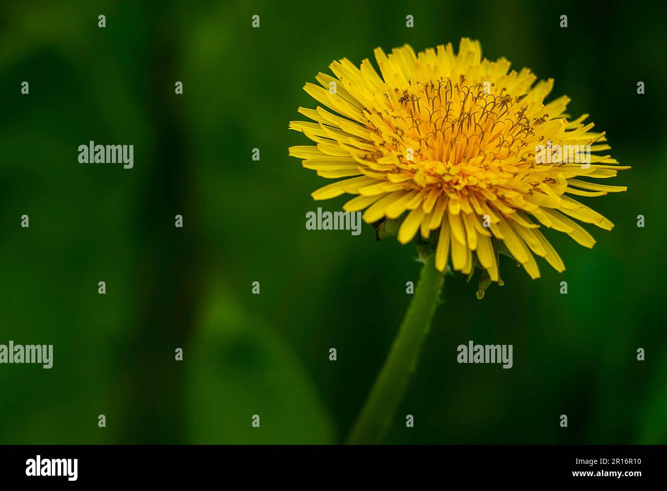 Blow away dandelion yellow dandelion field green background macro Honey ...