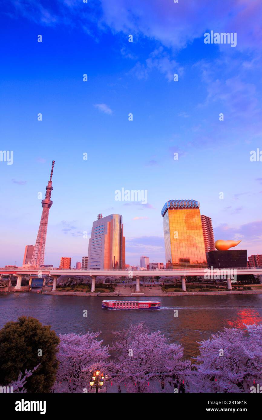 Cherry blossom forest in Sumida Park, Tokyo Skytree and Sumida River ...