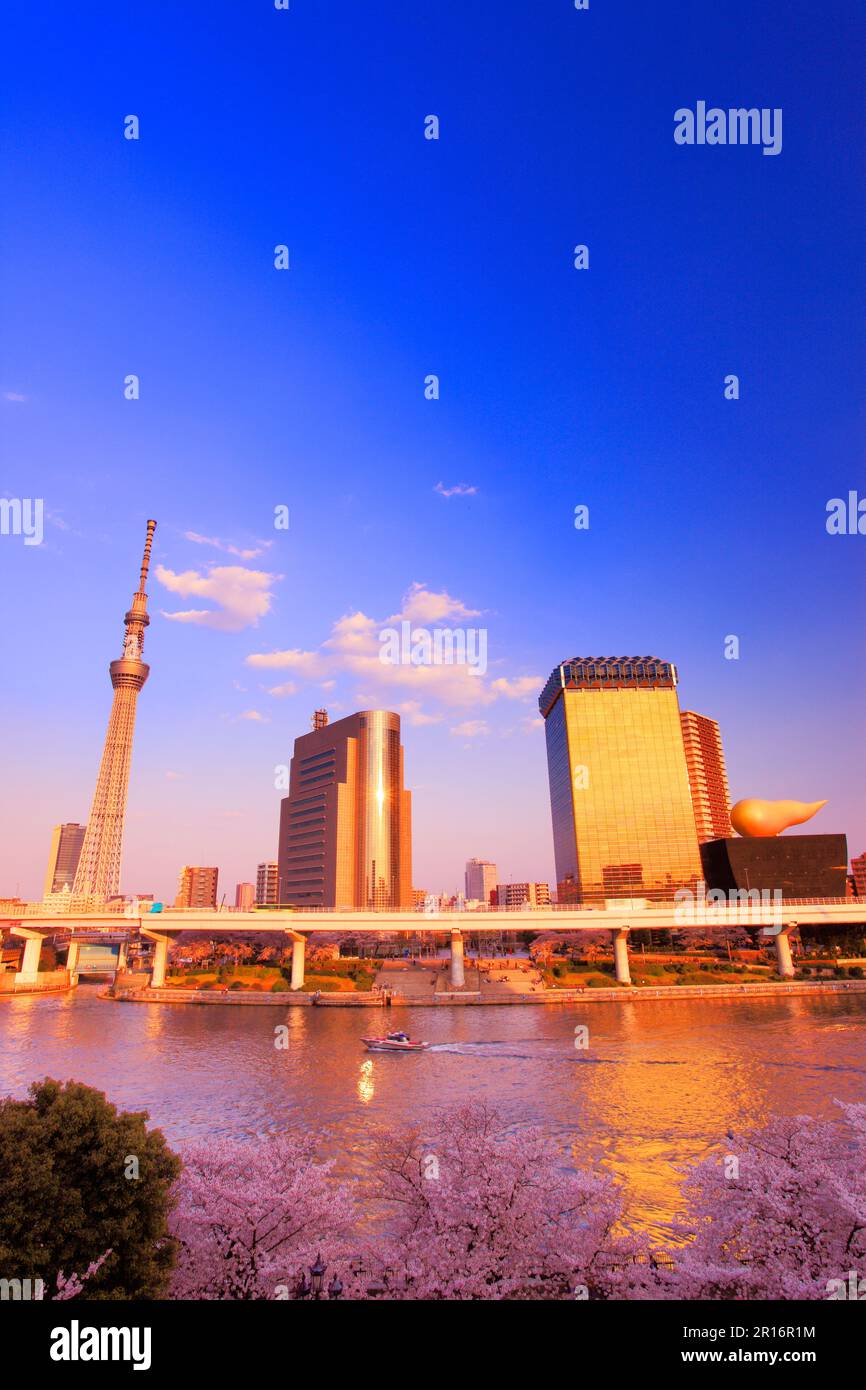Cherry blossom forest in Sumida Park, Tokyo Skytree and Sumida River ...