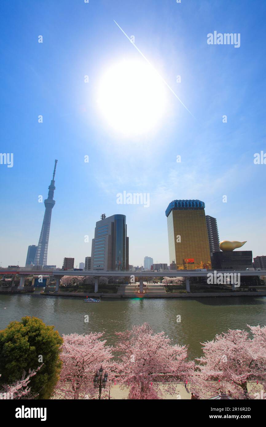 Cherry Blossom Forest in Sumida Park, Tokyo Skytree, Sumida River and ...