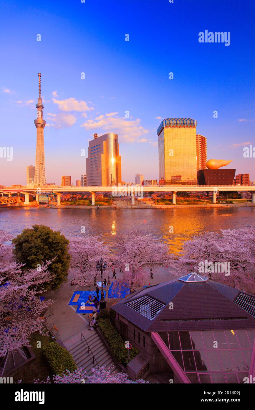 Cherry blossom forest in Sumida Park, Tokyo Skytree and Sumida River ...