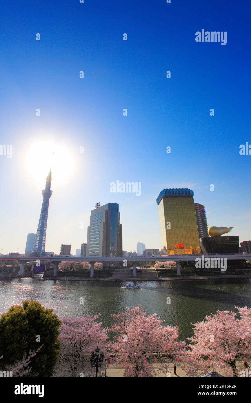 Cherry Blossom Forest in Sumida Park, Tokyo Skytree, Sumida River and ...